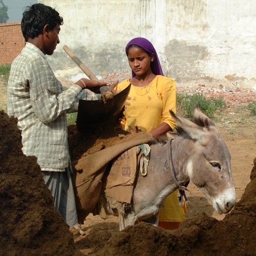 India | The Donkey Sanctuary