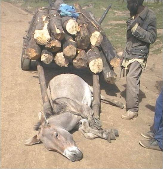 Andere Landen | The Donkey Sanctuary